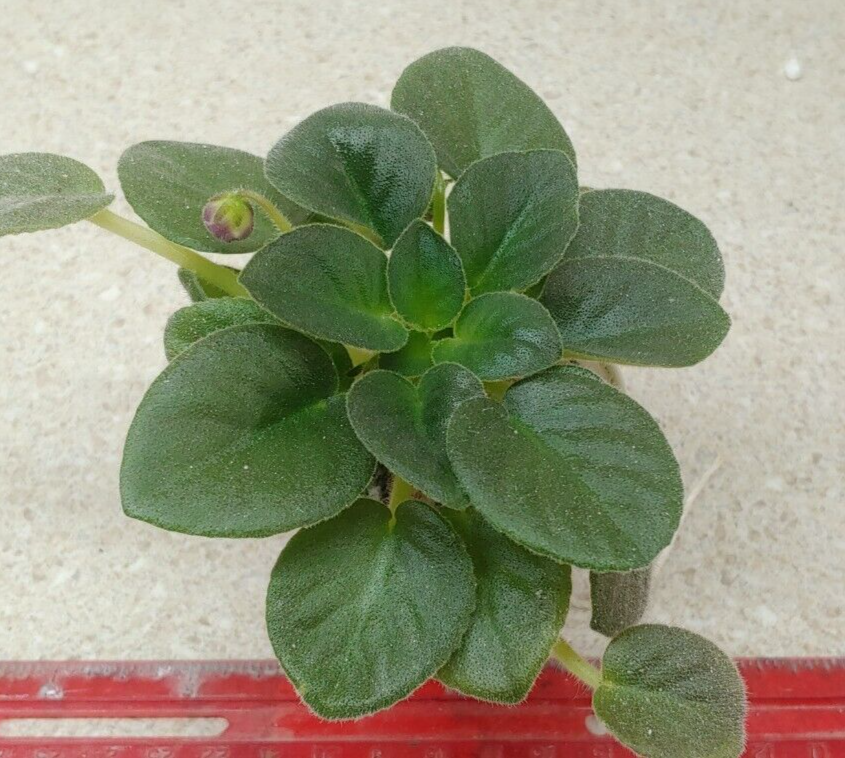 African Violet Plant -- SimSim Magic Bells ~ large bells mini~ in bud ...