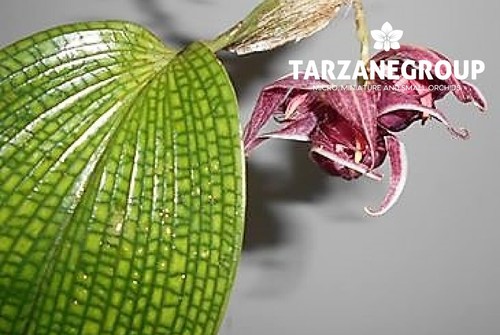 BULBOPHYLLUM RETICULATUM ORCHID MOUNTED | eBay