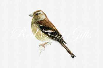 A4 Drawing chaffinch female Ltd Edition | eBay UK