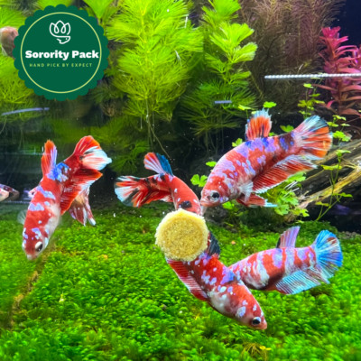 Mixed Koi Red Female Betta Fish Sorority | Successful Sorority Pack | eBay