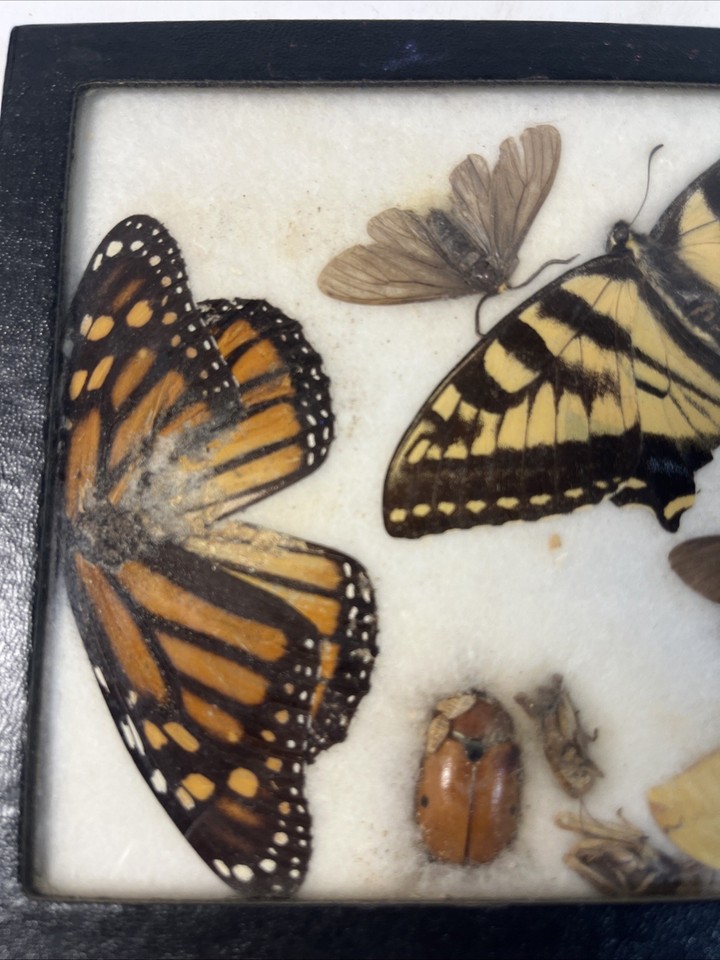 Vintage Dried Preserved Real Butterfly Moth Insects Oddity Earth Garden ...
