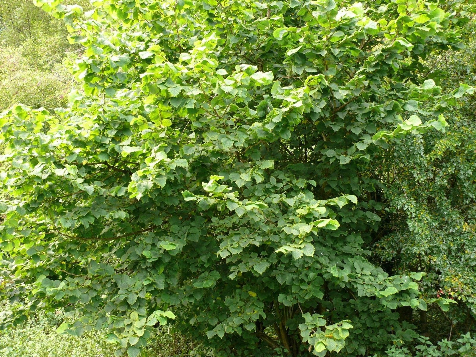 10 Hazel Plants,Flowering Edible Nut Hedge, Wildlife Friendly Hedge 40 ...