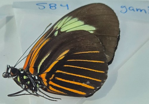 584 Nymphalidae | eBay