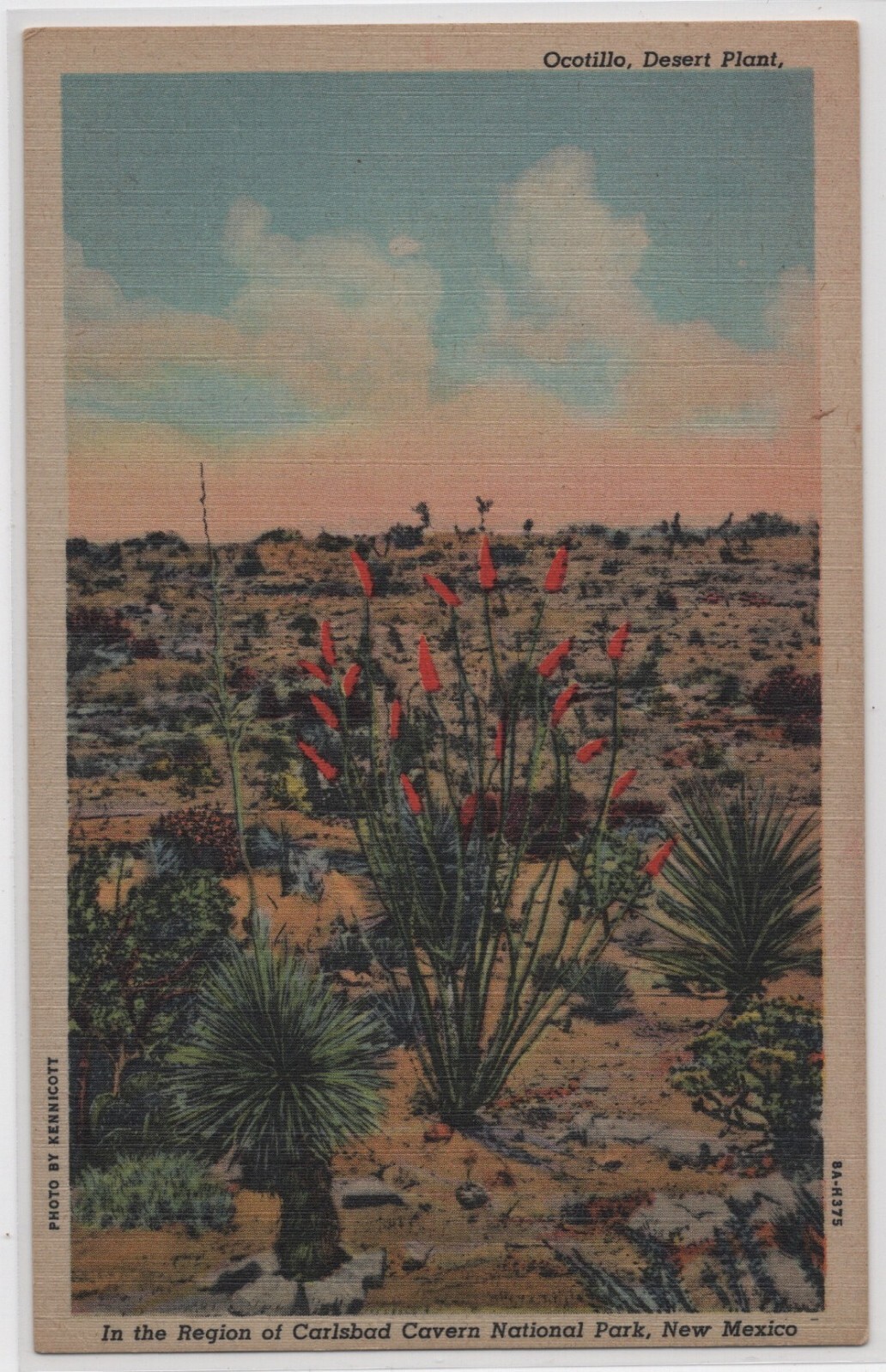 Postcard Ocotillo Desert Plant In the Region Carlsbad Cavern National ...