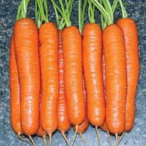 CARROT KURODA SEEDS Heirloom Vegetables Carrot Kuroda Seeds Vegetable ...