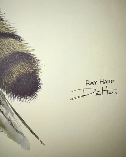 Ray Harm 1968 Hand Signed Print Raccoon | eBay