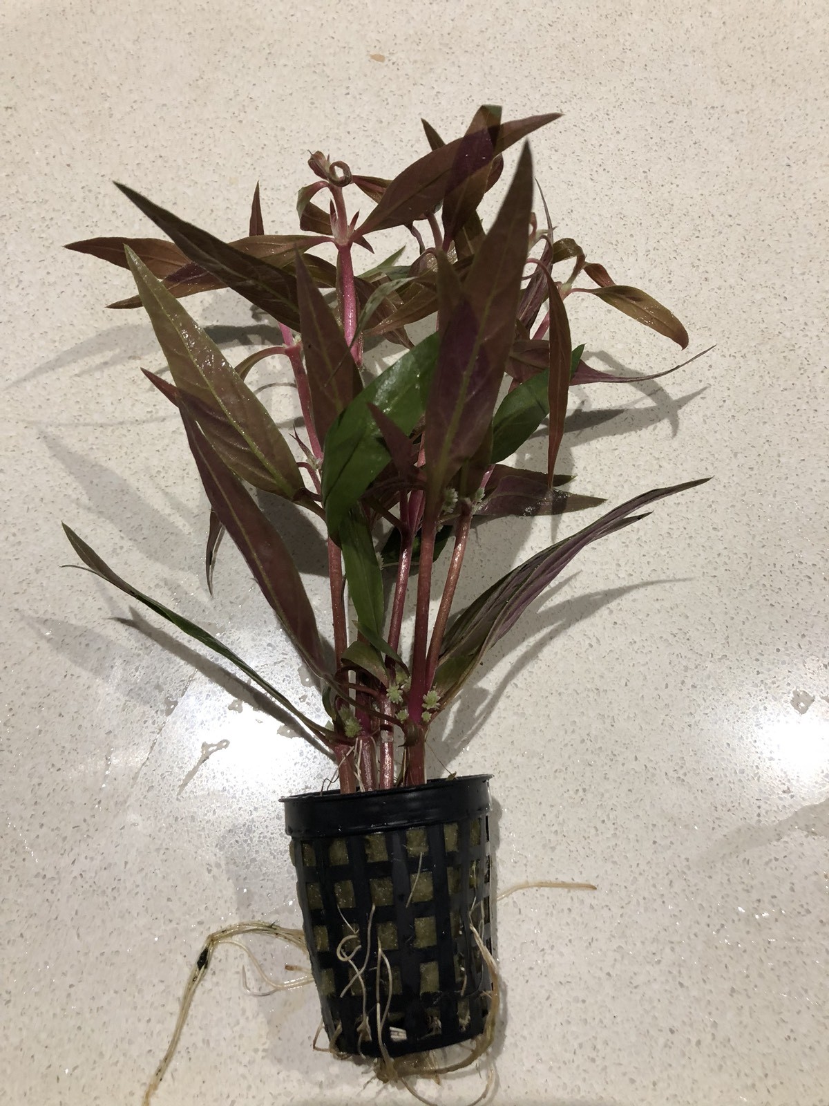 Telanthera Pots - Live Aquarium Plant | eBay