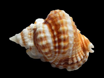 Distorsio Anus Shell 53.56 mm Beautiful Shape & Color Cebu Philippines ...