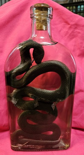 Large Wet Specimen Oddities Curiosities Taxidermy Bizarre Rat Snake | eBay