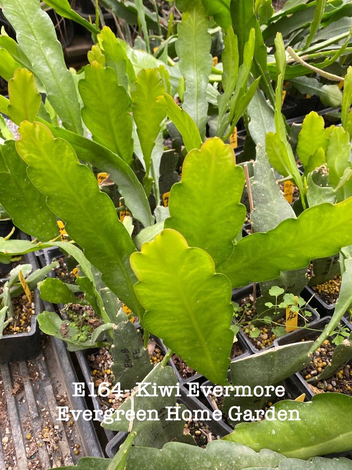 Rooted Epiphyllum Orchid Cactus “Kiwi Evermore” Growing In 4” Starter Pot. | eBay