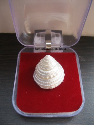 Moti Shankh, Mother of Pearl, Pearl Conch Shell For Laxmi Pooja Puja ...