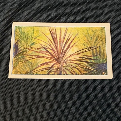 1928 Dutch Verkade's Houseplants Trade Card #19 Roodbruine Cordyline ...