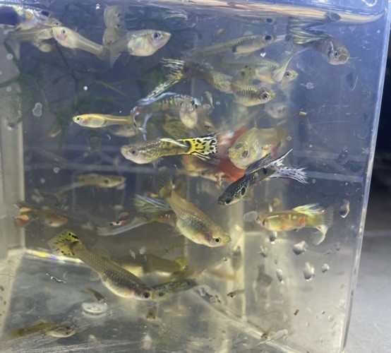 10 Live Mutt Guppy Fish Fry-Free Ship | eBay