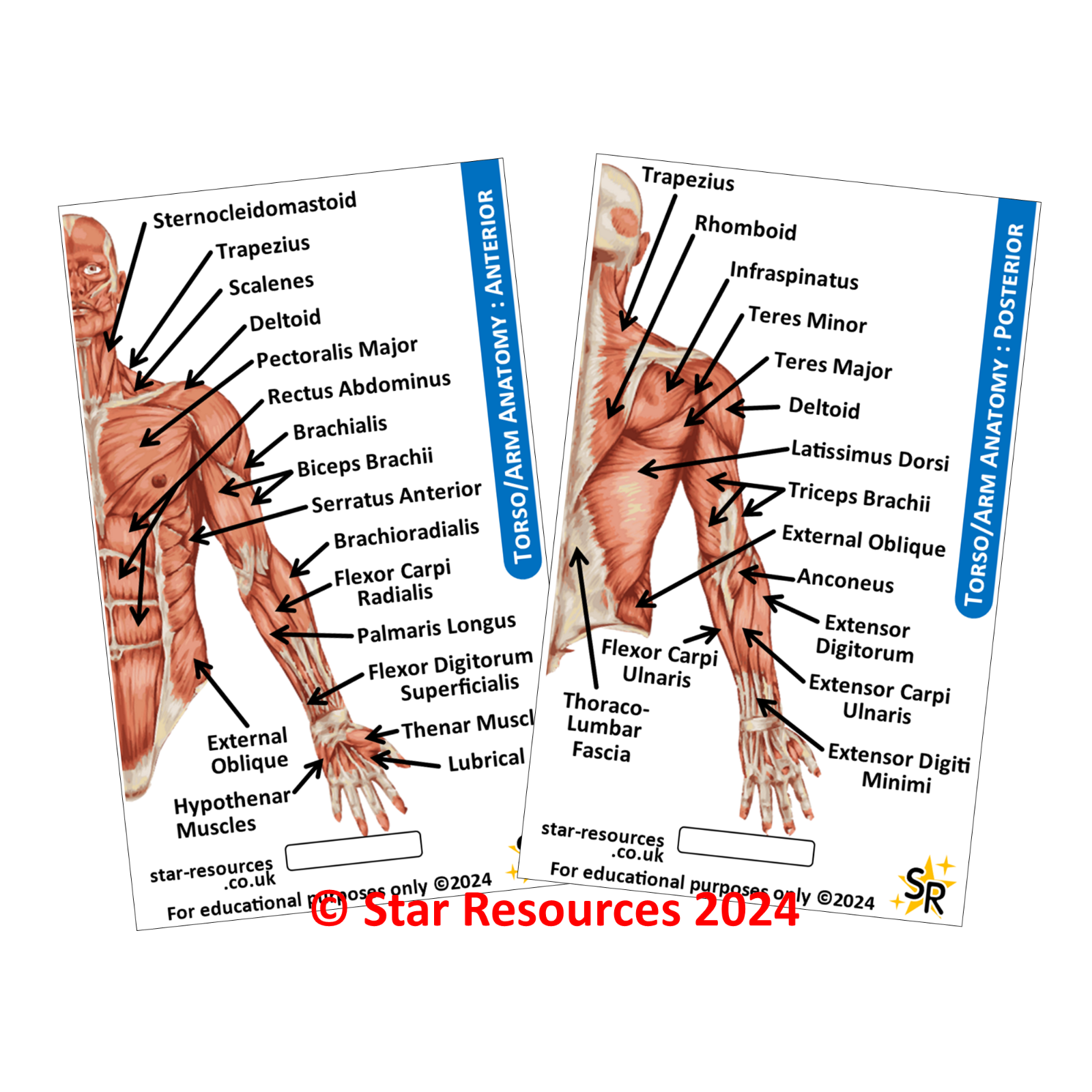 Human Musculature Torso ID Badge Cards | Paramedic Flashcards | Nurse ...