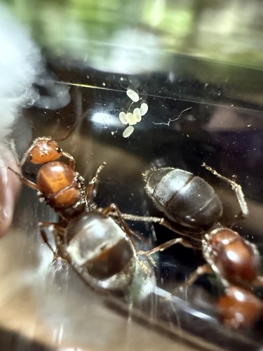 Queen Ant - Myrmecocystus Mimicus W/3 Queens And eggs - (Feeder insect ...