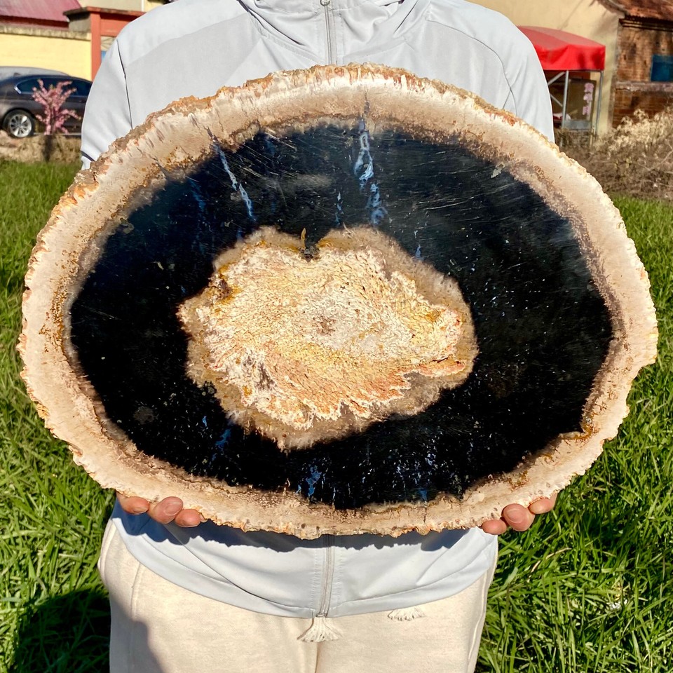 12.77LB Natural Petrified Wood Crystal Fossil Slice Crystal Specimen ...