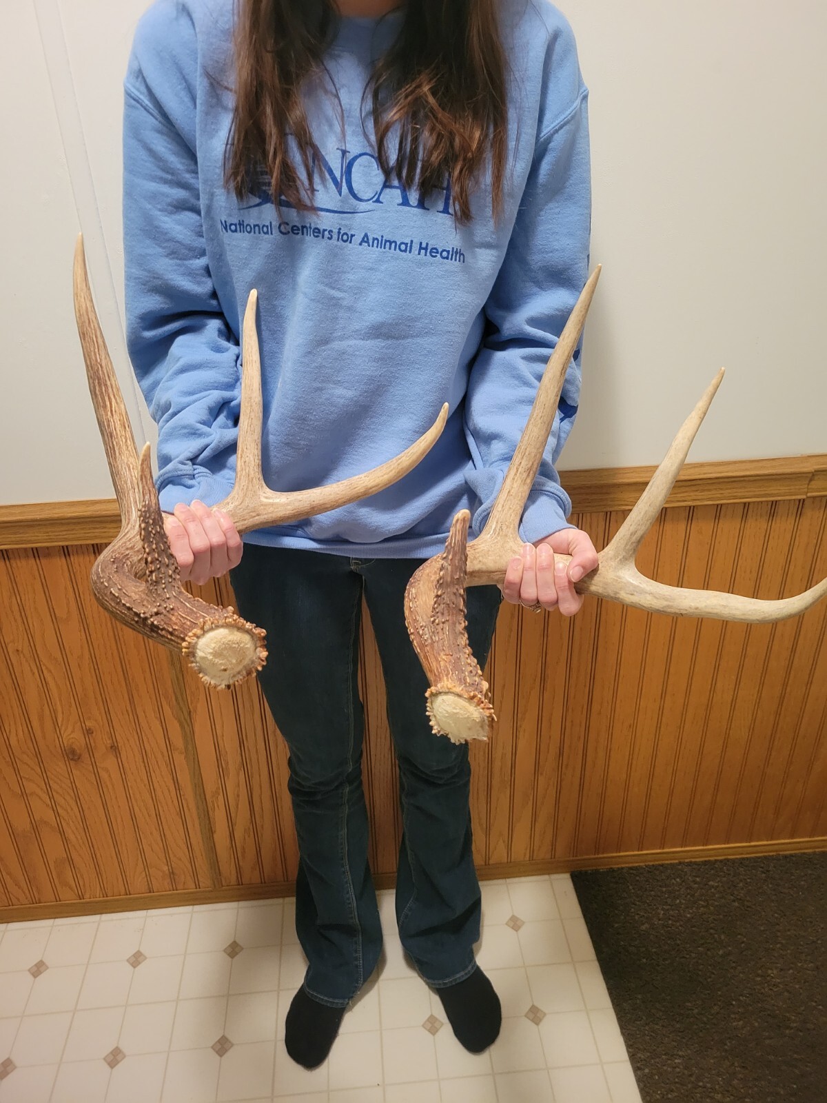 Wild Consecutives Big 4 Point Whitetail Deer Antler Shed Rack Horn Man ...