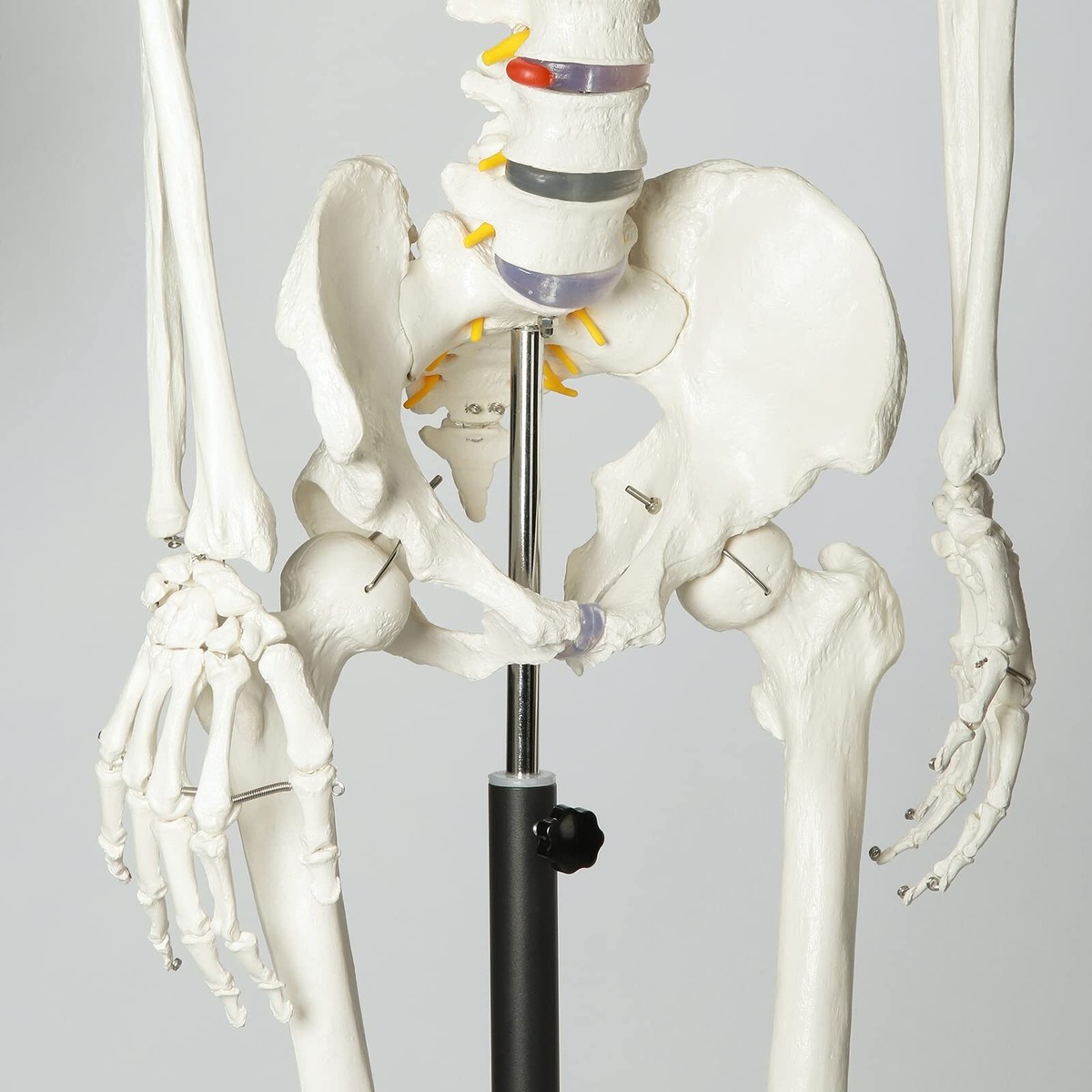 20 Feet Human Skeleton