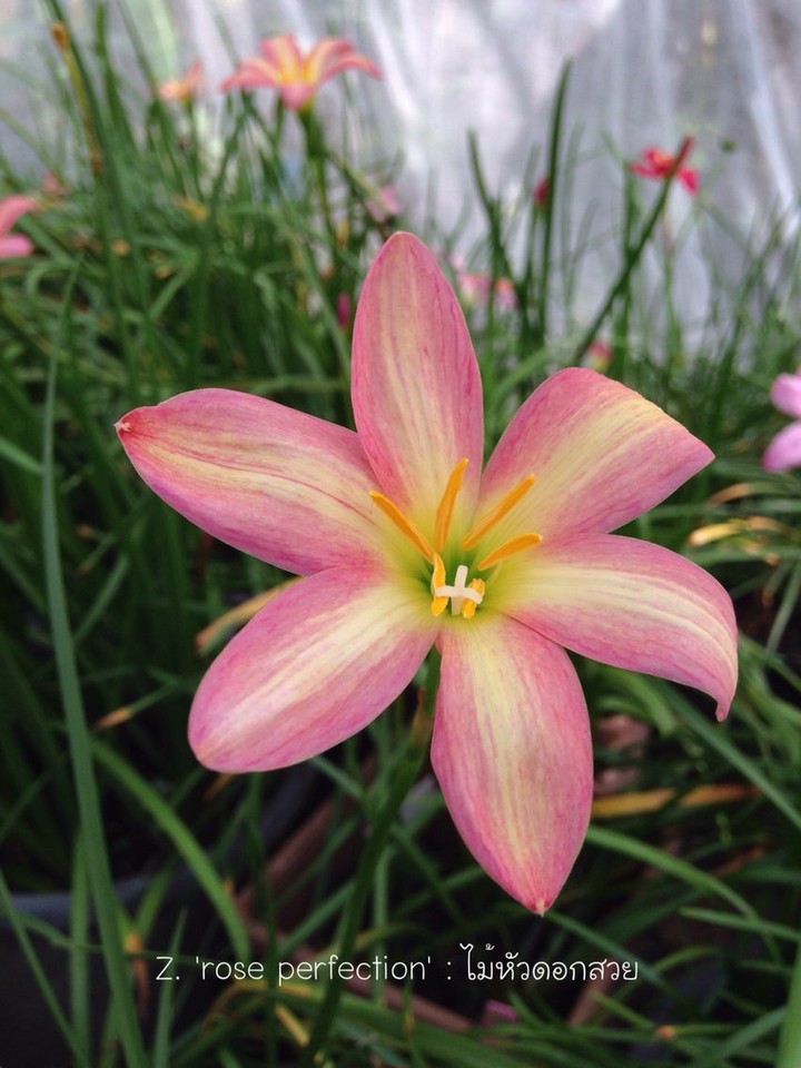 5 BULB ROSE PERFECTION RAIN LILY ZEPHYRANTHES ROSEA .FLOWERING SIZE. | eBay