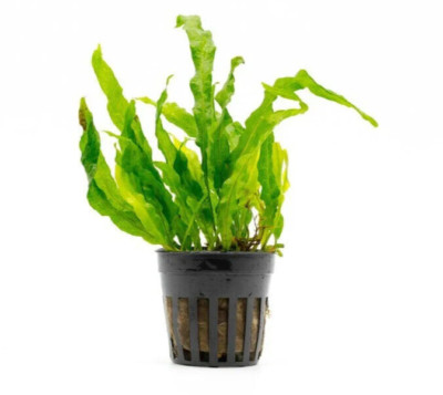NEW & RARE Flaming Java Fern - Microsorium Pteropus - Live Aquarium ...