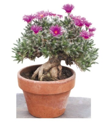 Miniature Desert Rose Plant Live Trichodiadema Densum Pink Flower 2.5 ...