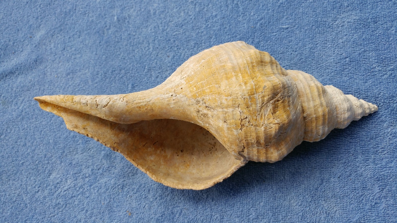 GIANT FOSSIL "Knobless Form" Horse Conch from FLORIDA - Triplofusus ...