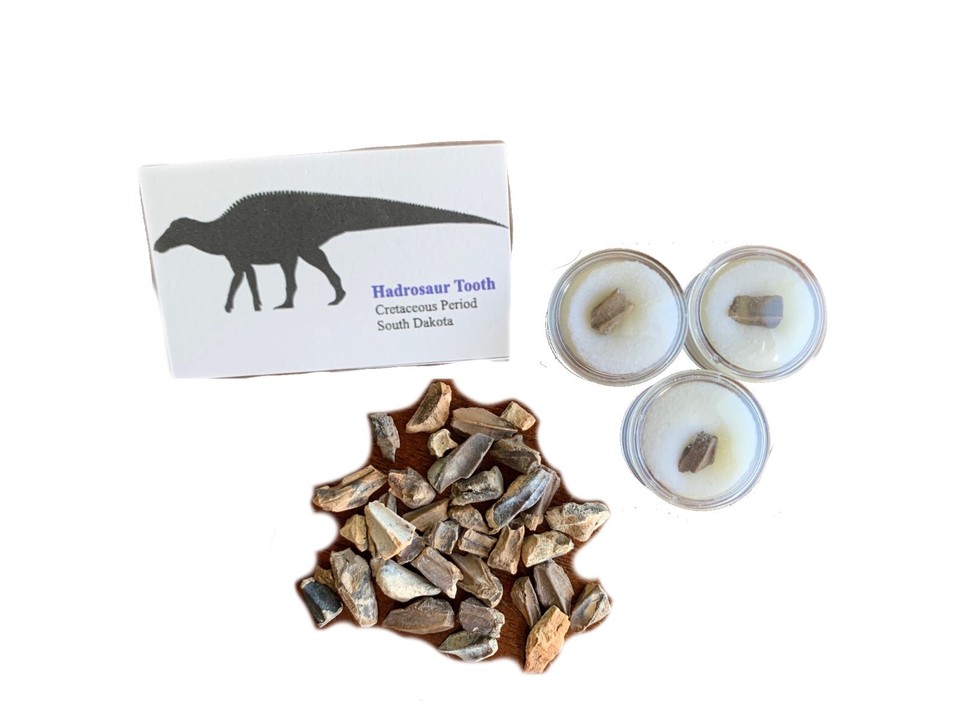 Hadrosaur Duck-billed Dinosaur Tooth (Edmontosaurus) – Hell Creek ...