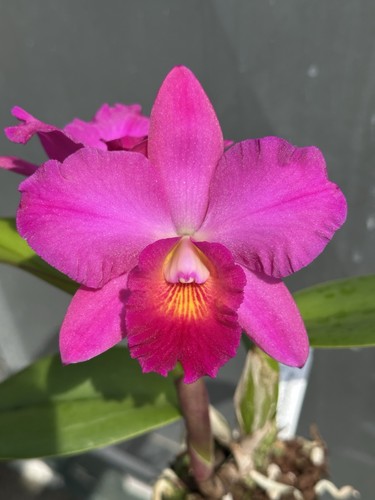 SELECT - New 2025 SVO seedling: Pot. Rubescence X Lc. Aloha Case | eBay