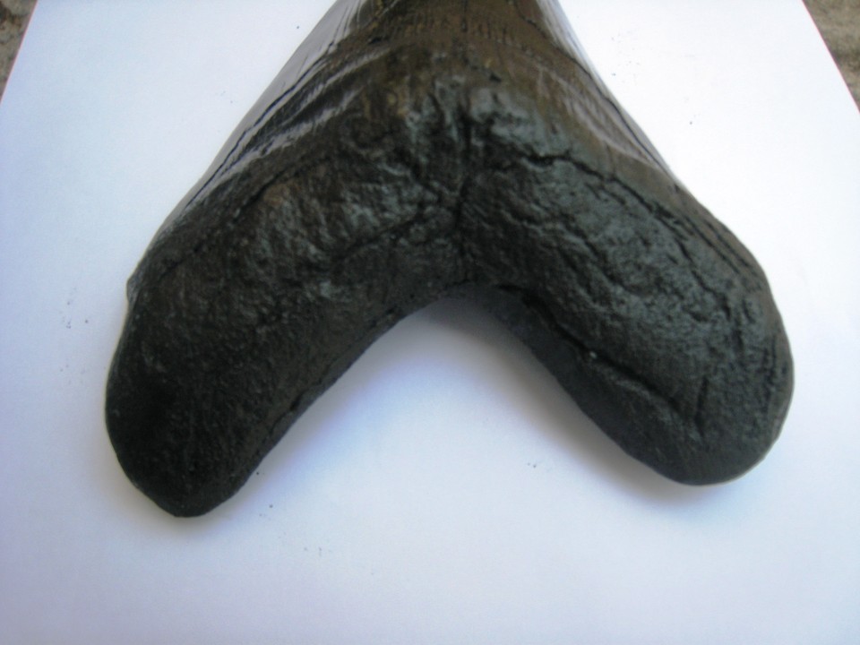 7 INCH LONG MEGALODON TOOTH REPLICA BIG FOSSIL GIANT RELIC TEETH HUGE ...