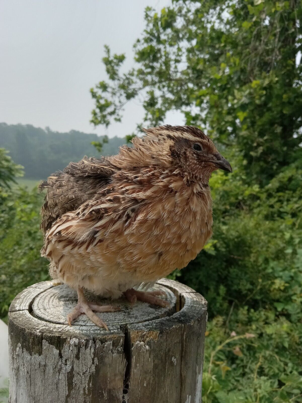 15+ KINGsBROWN XL. JUMBO brown coturnix quail hatching eggs, | eBay