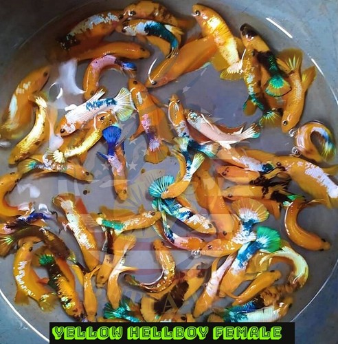 Live Betta Fish - Female Sorority or Breeding HMPK Yellow HellBoy Stars ...