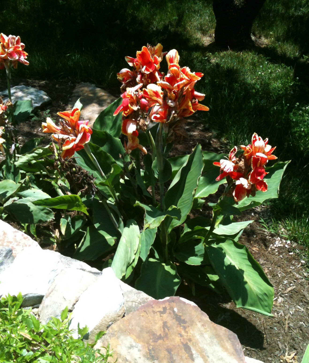 Red Yellow ROSEMOND rosemund COLE Canna Lily Tropical Foliage Perennial ...