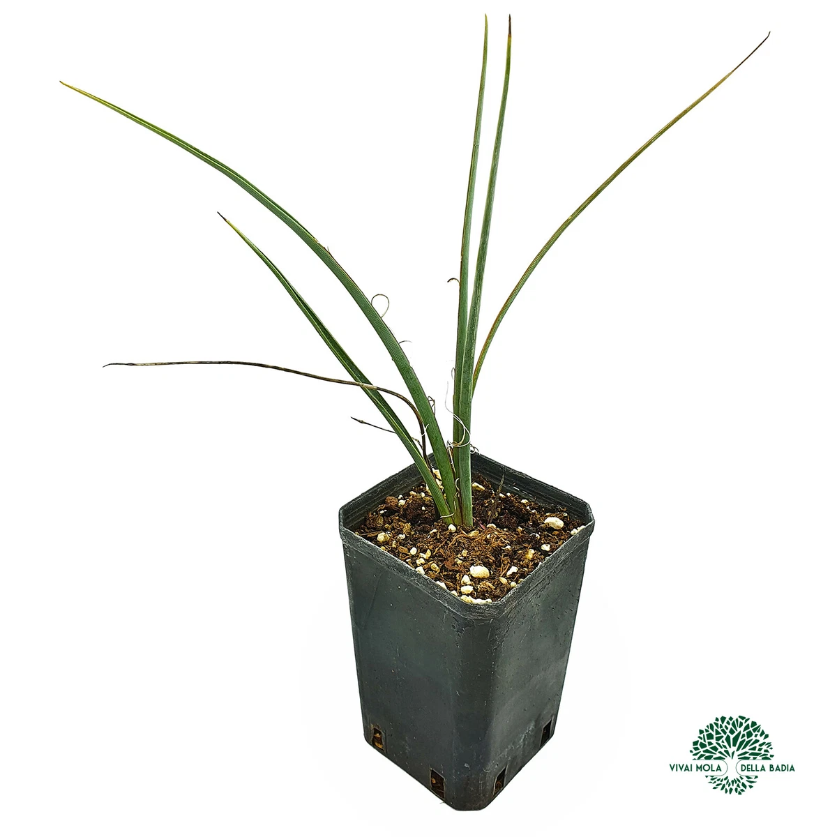 Photo Of The Entire Plant Of Red Yucca (Hesperaloe, 48% OFF