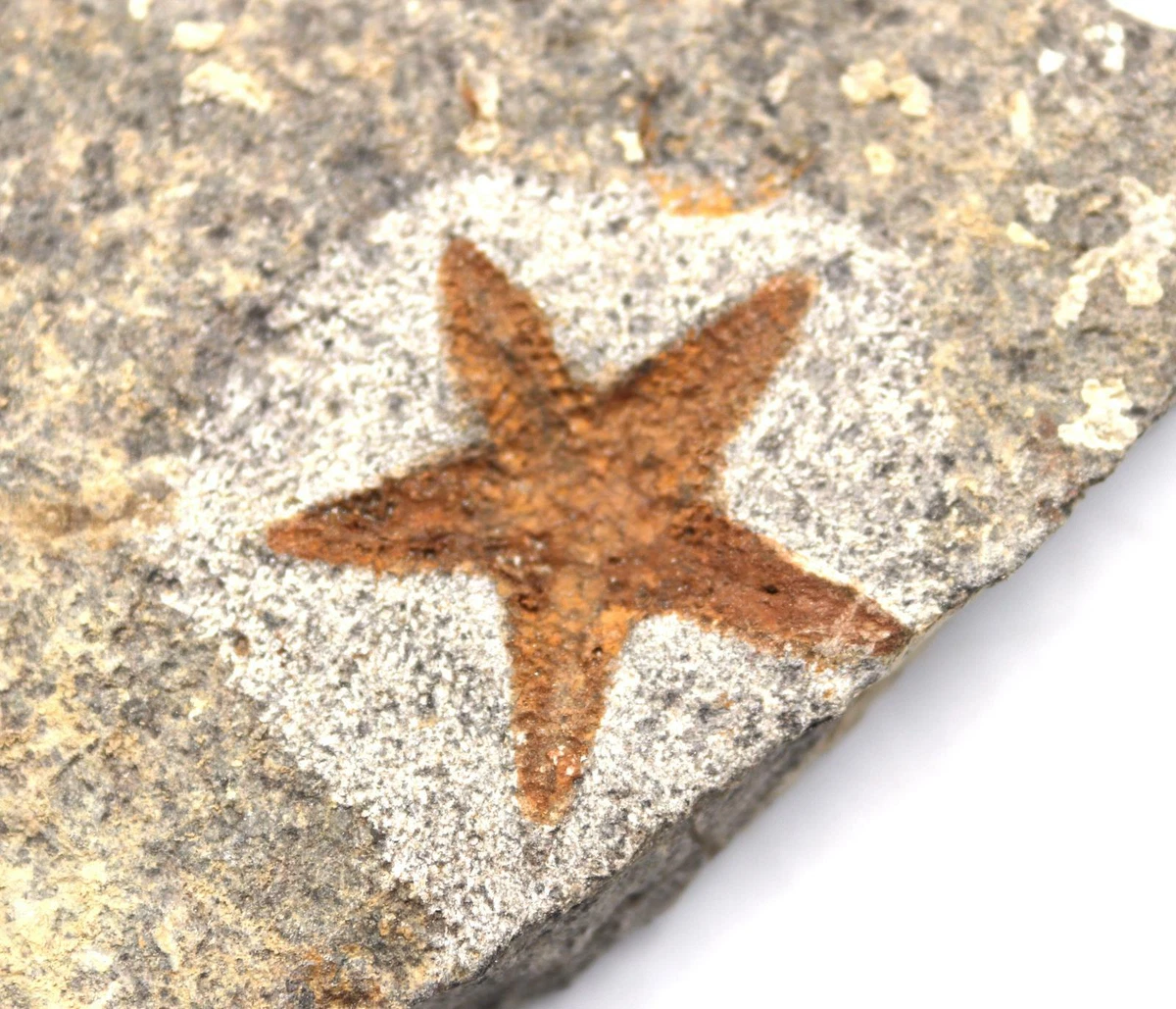 Starfish Fossil
