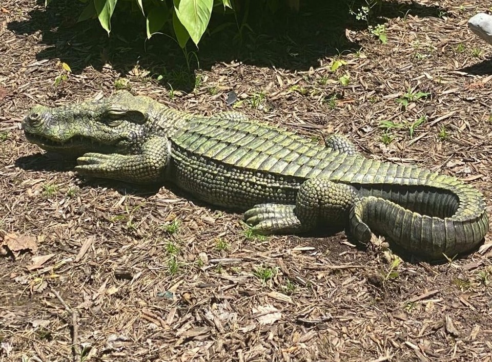 Outdoor Crocodile Statue Realistic Garden Pond Alligator Gator ...