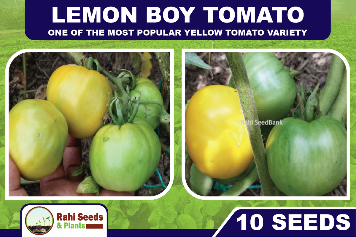 Yellow Tomatoes Varieties Tomato Seeds | TOMATO BRANDYWINE YELLOW