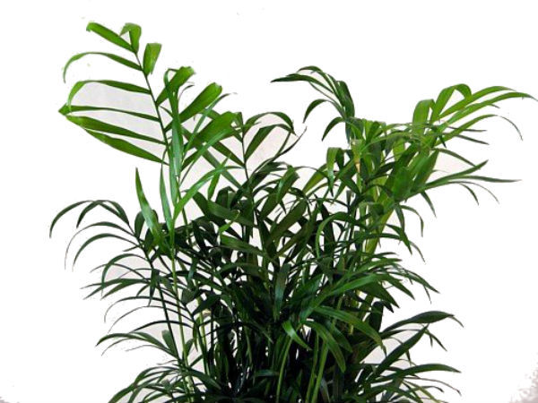 Two Victorian Parlor Palm Live Plants Chamaedorea Indestructable 3 ...