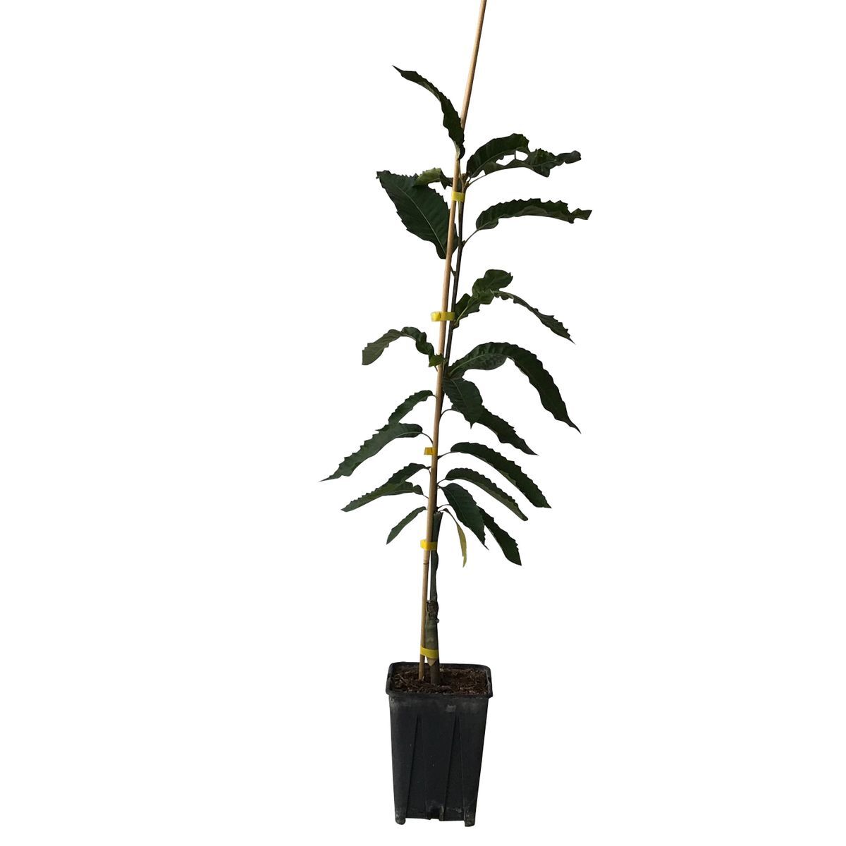 Esskastanie Ecker 1 - Castanea sativa - selbstfruchtbar ...