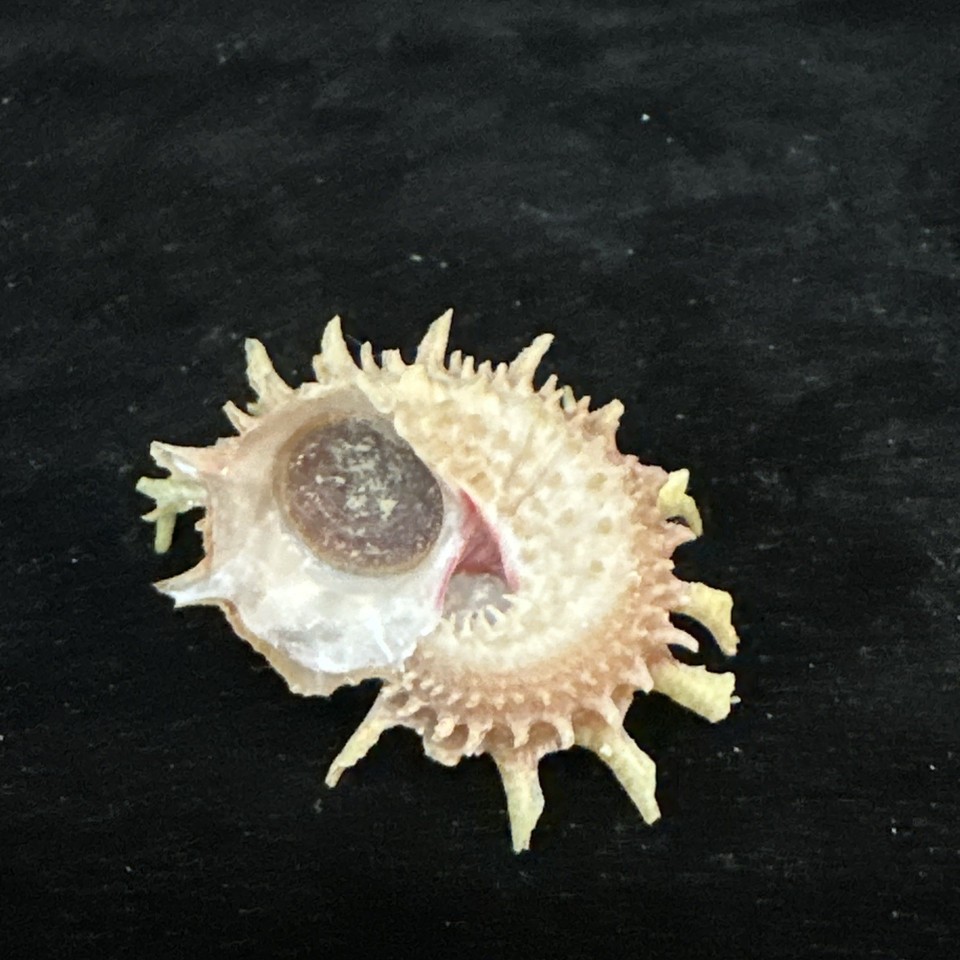 Seashell Angariidae Philippines 49.9mm (S346) | eBay