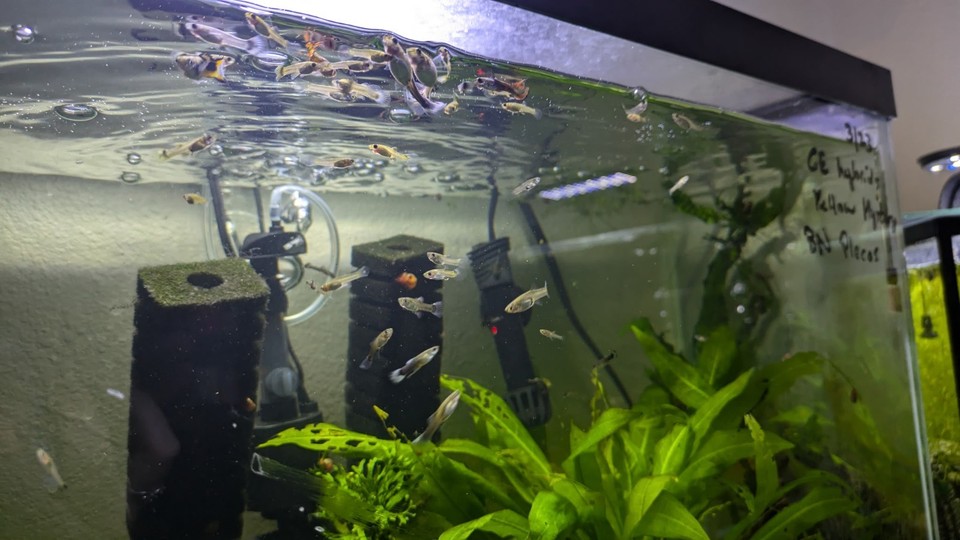 Assorted Hybrid Guppy-Endlers Livebearers 🧡Fancy Guppy💜Live Fish Packs ...