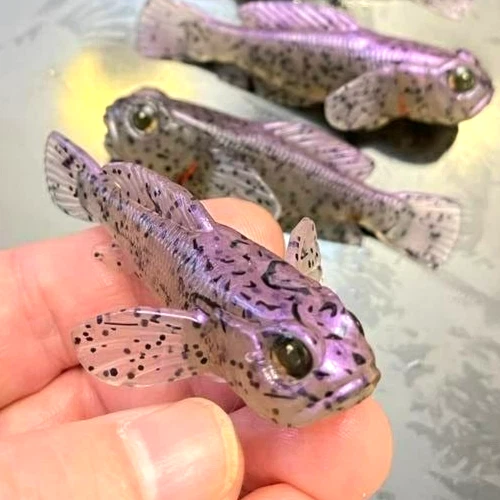 Purple Goby