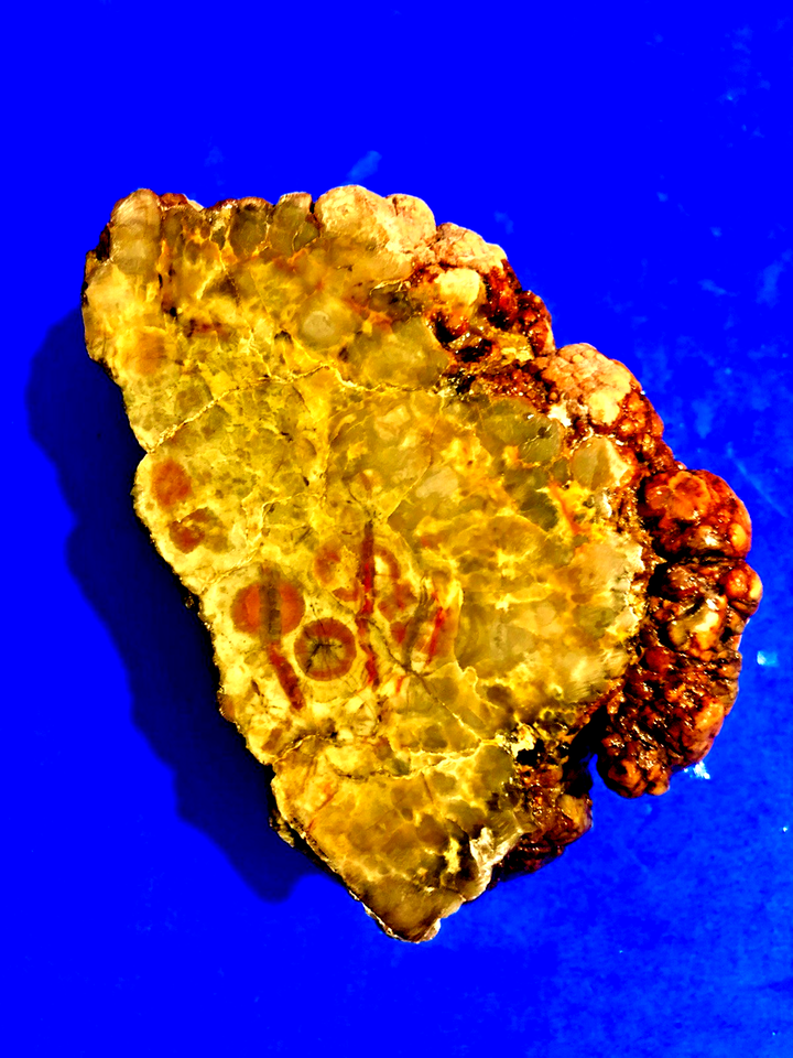Coprolite Beautiful Cut Piece , Red , Brown , Cream colors Southern ...