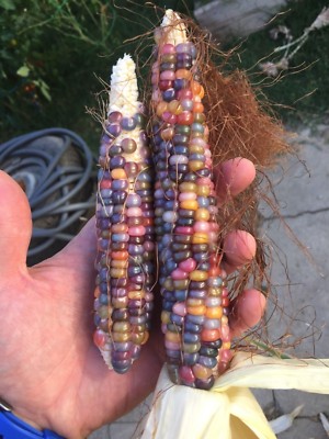 Rainbow Gem Corn Kernel Organic 20+ Seeds Organic Heirloom Popcorn NON ...