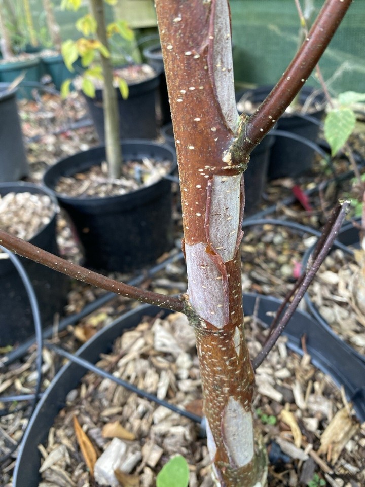 Betula Fascination Silver Birch tree XL 7 ft high collection only well ...