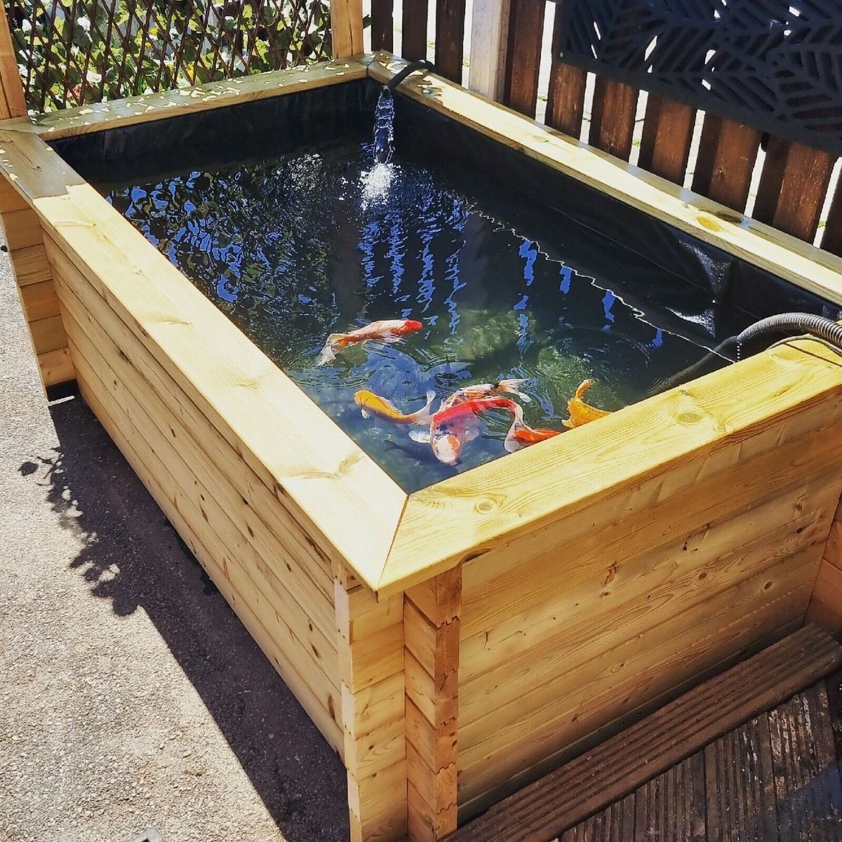 Wooden Koi Fish Ponds Tanks Assorted Koi Carp Grade A