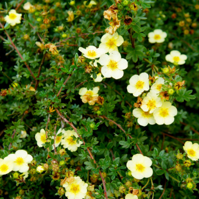Potentilla fruticosa 'Primrose Beauty' / Shrubby Cinquefoil In 1-2L Pot ...