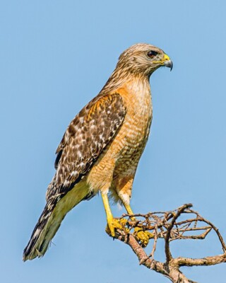 Nature RED-TAILED HAWK Glossy 11x14 Photo Bird Hawk Print Wildlife ...