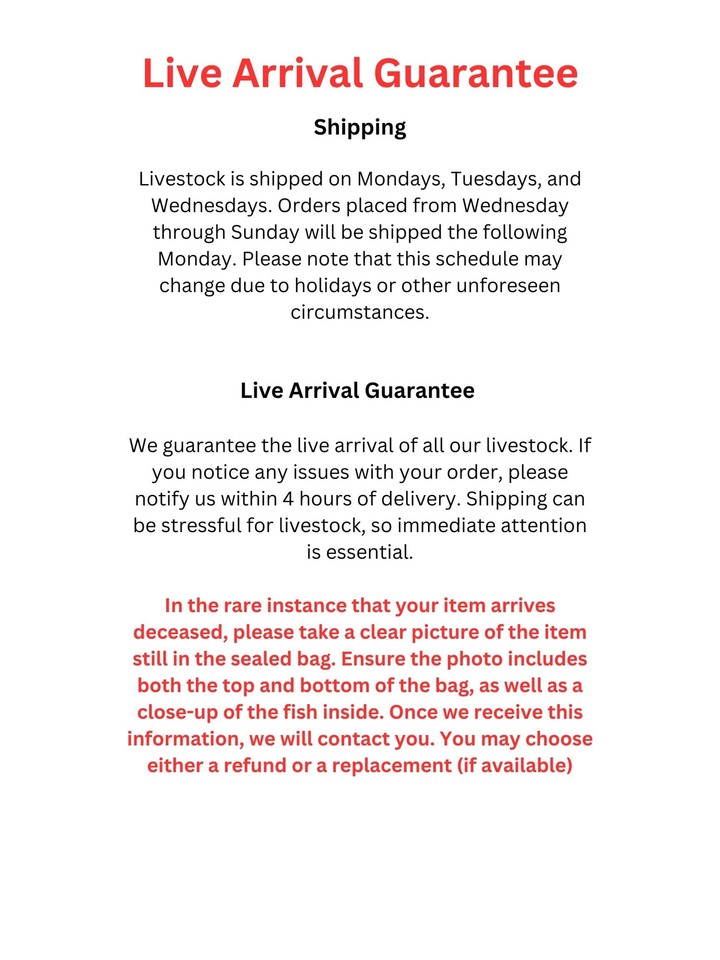 Blue-Violet Dragon Goby - Freshwater Gobioides Broussonnetii Approx 4-5 ...