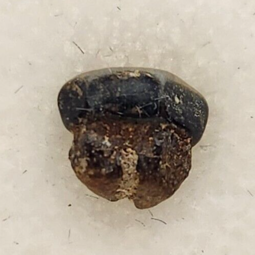 Myledaphus Stingray Tooth Fossil - Judith River Fm. - Hill Co., MT | eBay