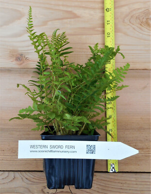 Western Sword Ferns (Polystichum Munitum) - Large 3.5 inch potted ...